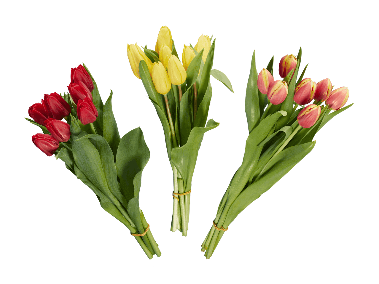 Tulipani
