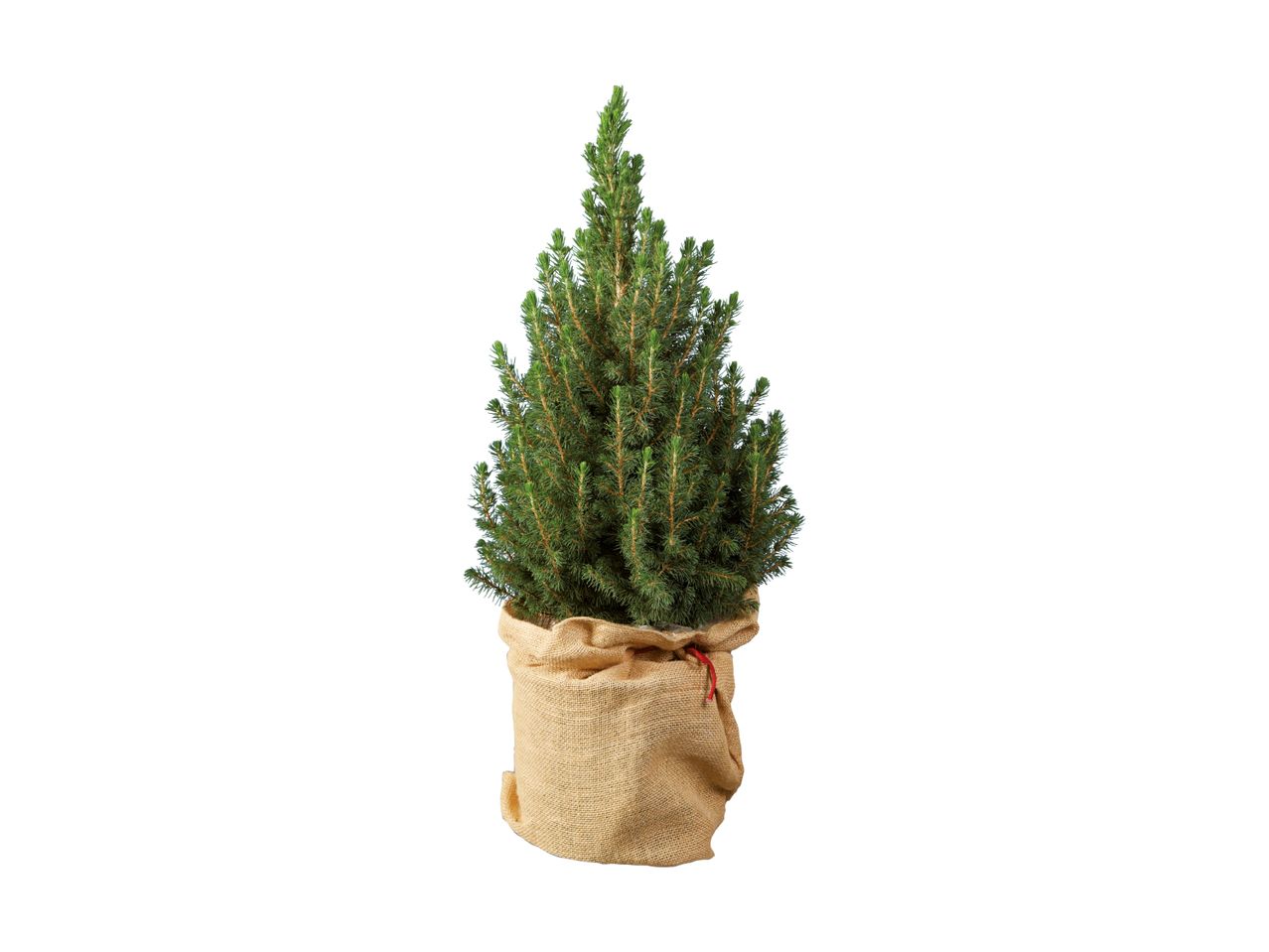 Potted Christmas Tree