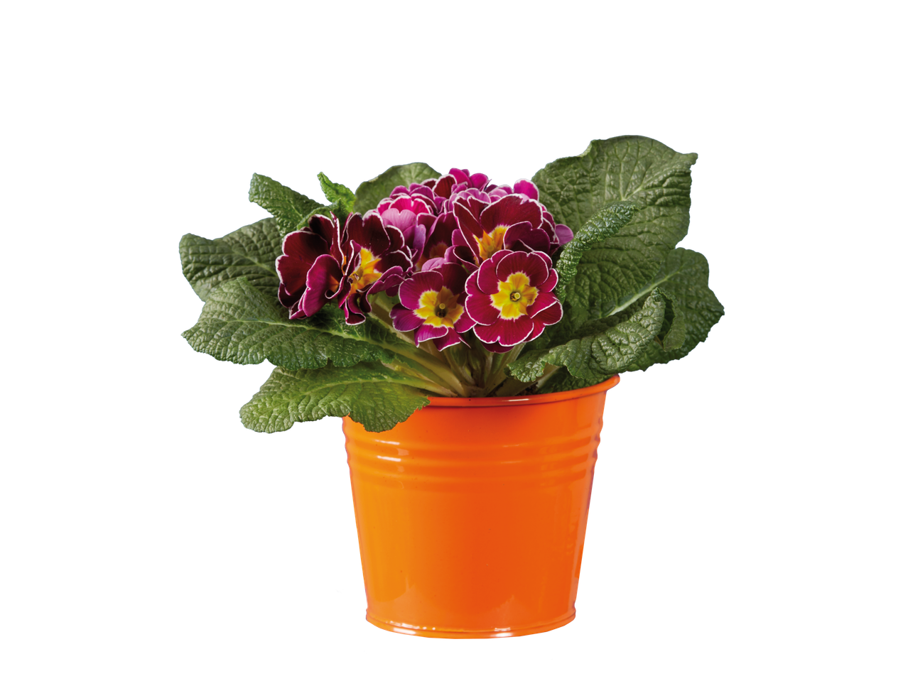 Primevère dans un pot en zinc