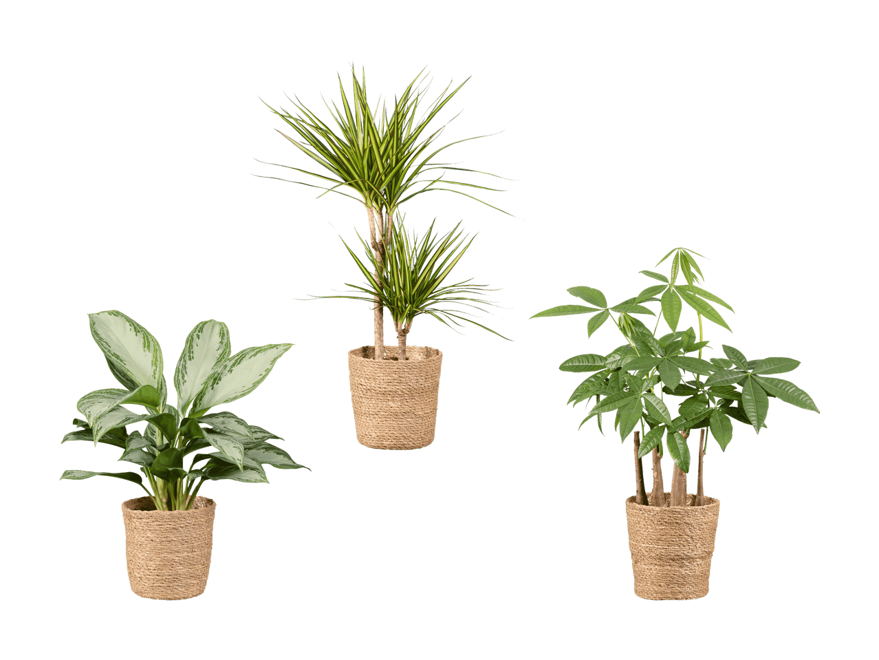Assortiment de plantes vertes dans une corbeille