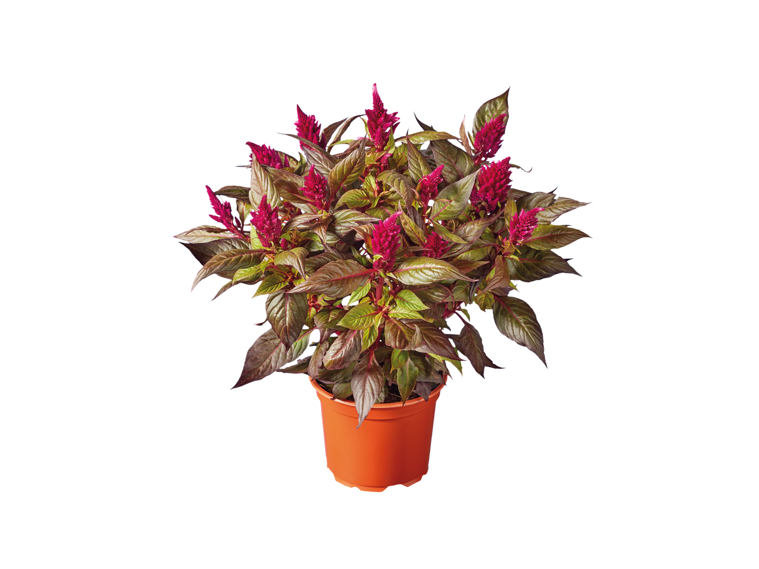 Celosija - petlova kresta | Lidl