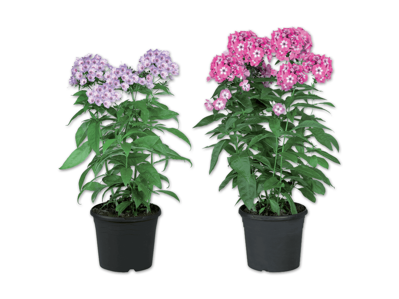 Phlox | Lidl